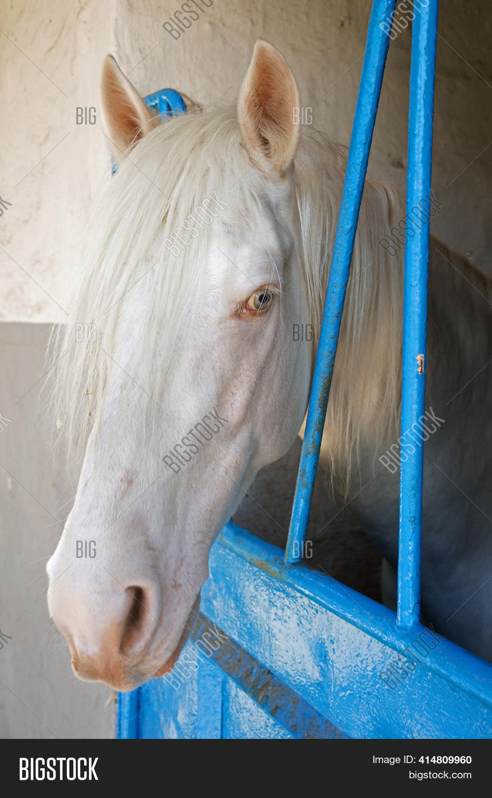 Photo Albino Horse Image & Photo (Free Trial) | Bigstock