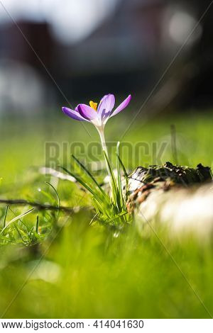 Portrait Crocus Vernus Image & Photo (Free Trial) | Bigstock