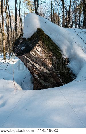 Snow-covered Tree Image & Photo (Free Trial) | Bigstock