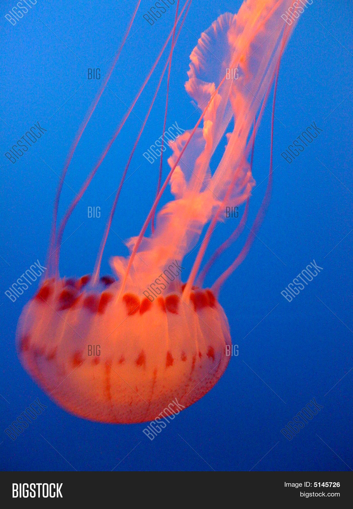 Jelly Fish Image & Photo (Free Trial) | Bigstock
