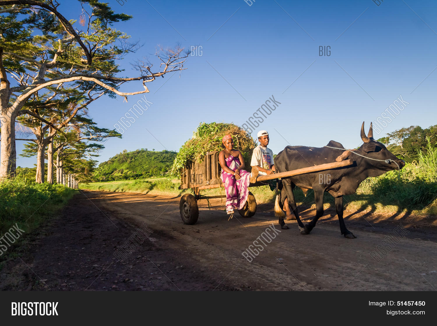Malagasy Couple Zebu Image & Photo (Free Trial) | Bigstock