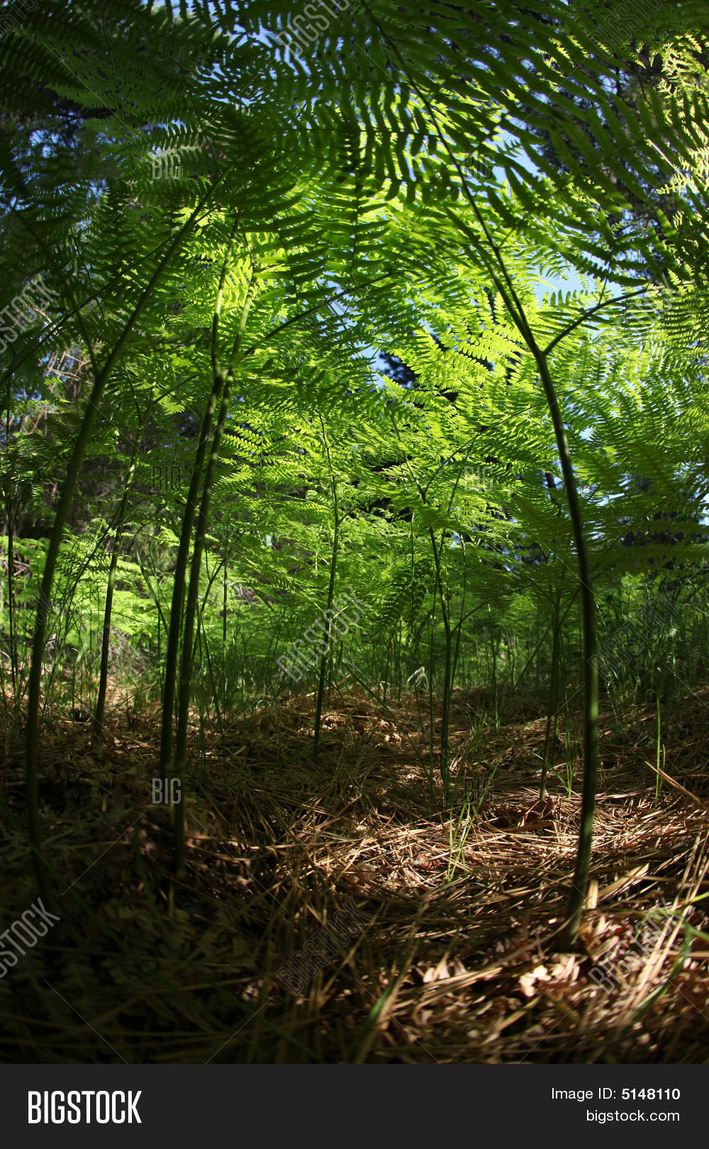 Miniature Fern Forest Image & Photo (Free Trial) | Bigstock