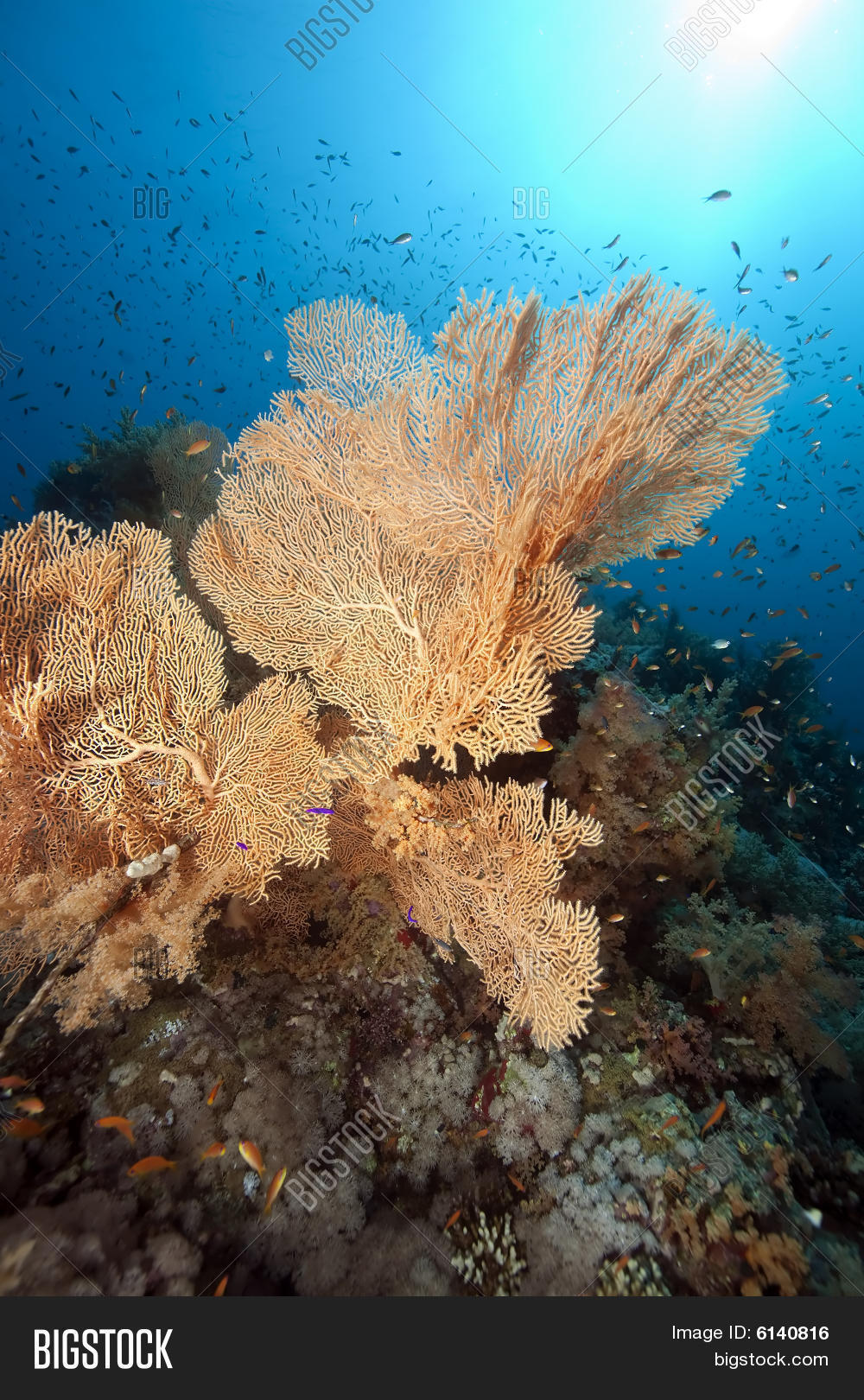 Seafan Fish Image & Photo (Free Trial) | Bigstock