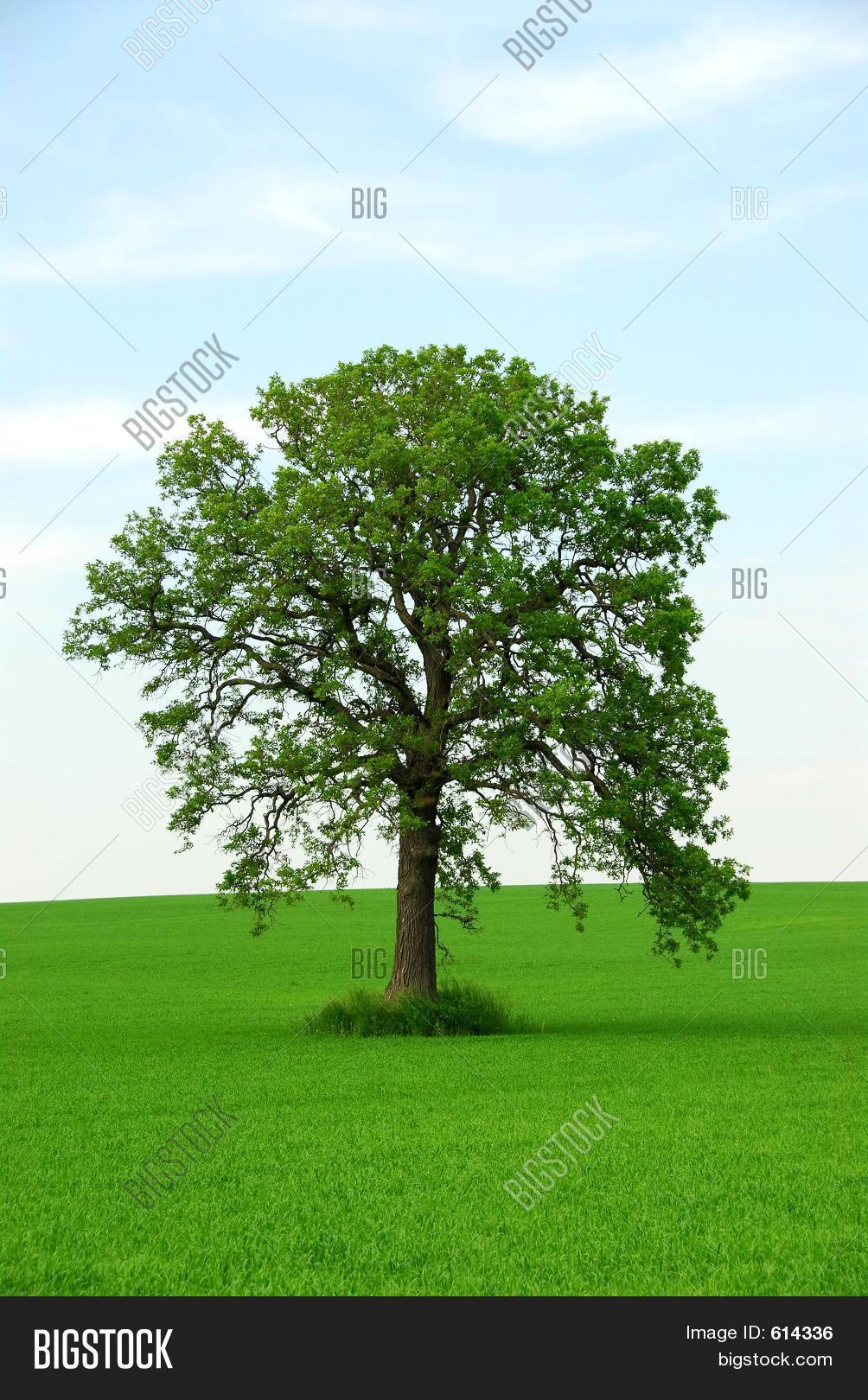 ภาพและภาพถ่าย (ทดลองใช้ฟรี) | Bigstock