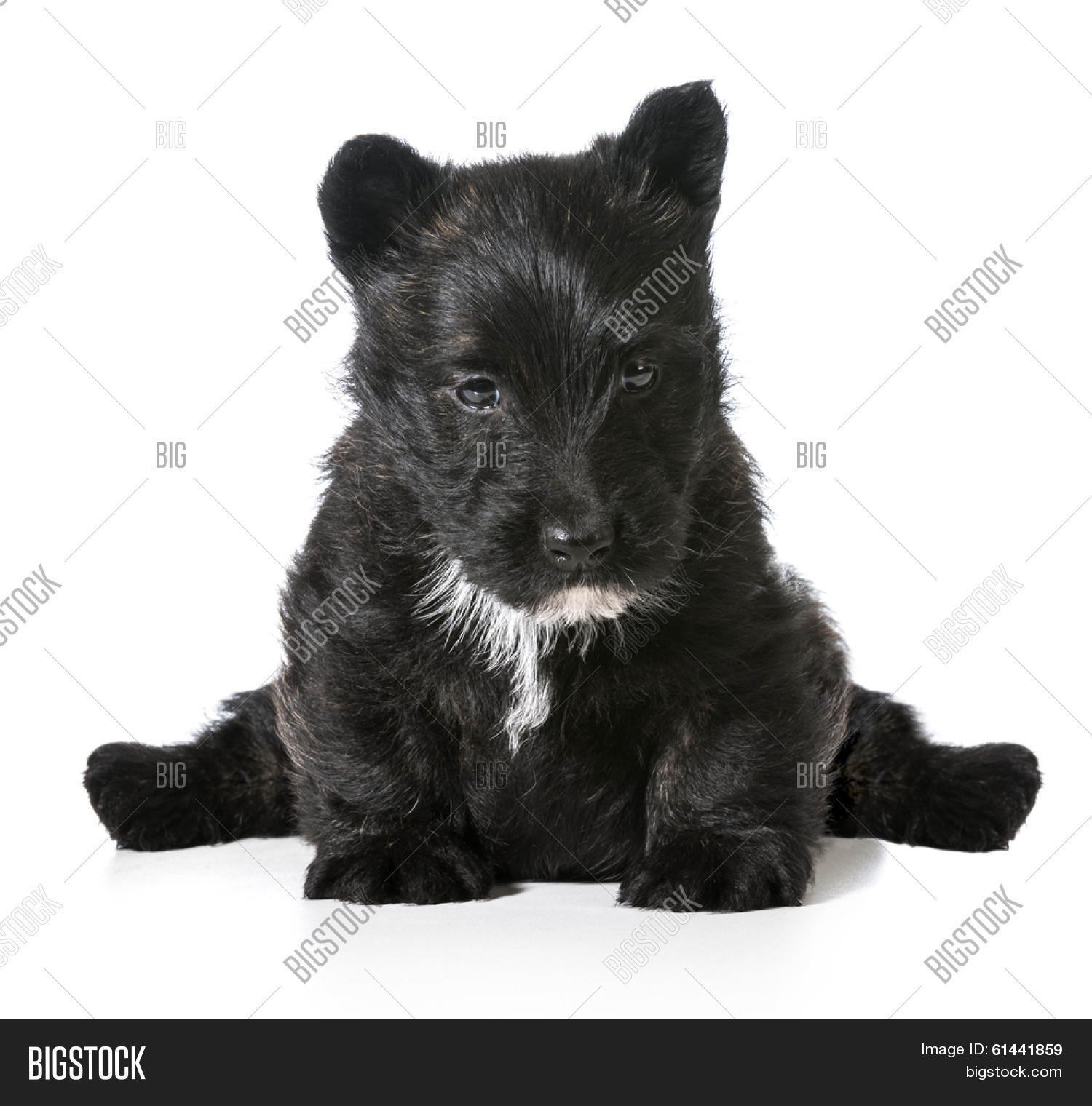 Scottish Terrier Puppy Image & Photo (Free Trial) | Bigstock