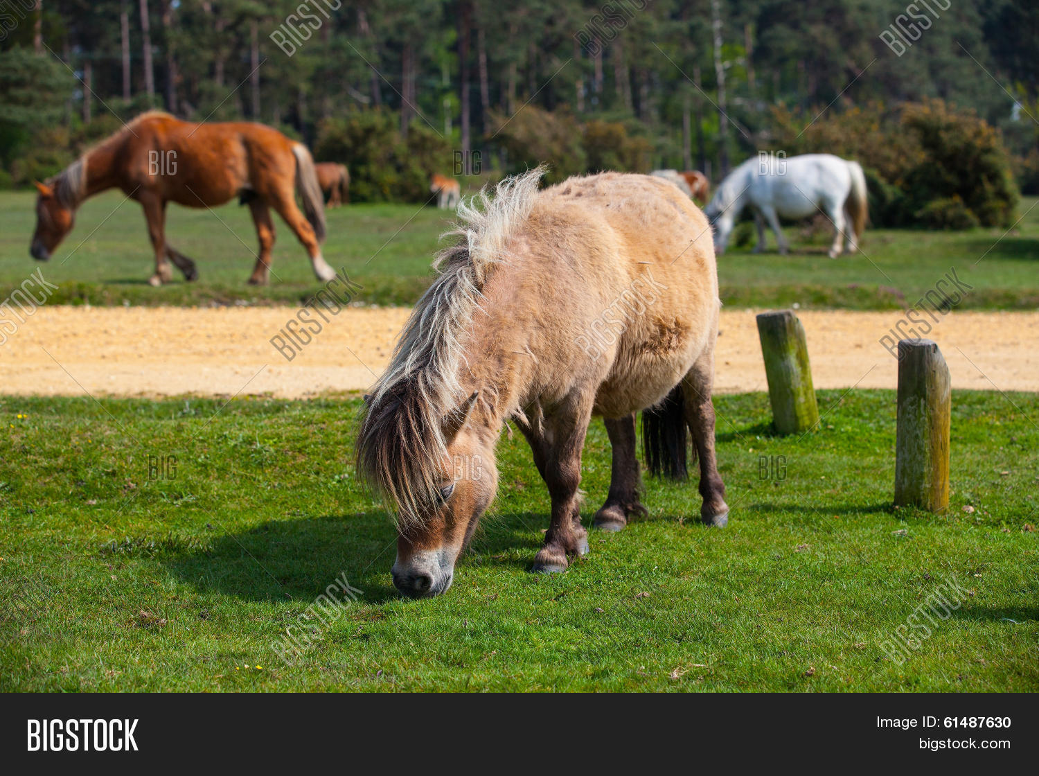 Typical Wild Pony New Image & Photo (Free Trial) | Bigstock