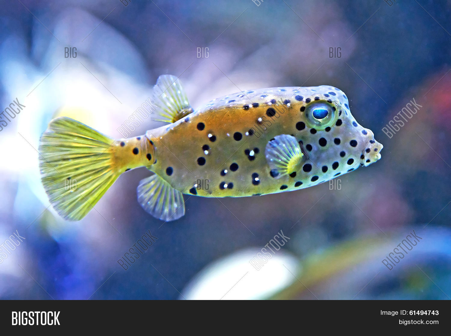 Yellow Boxfish ( Image & Photo (Free Trial) | Bigstock