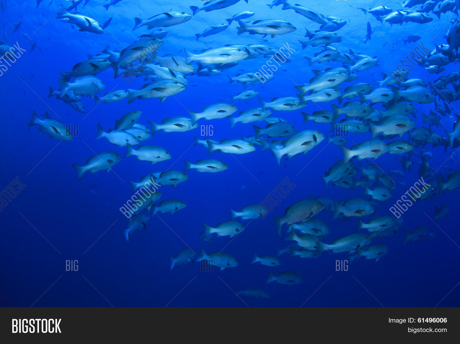 Snapper Fish School Image & Photo (Free Trial) | Bigstock
