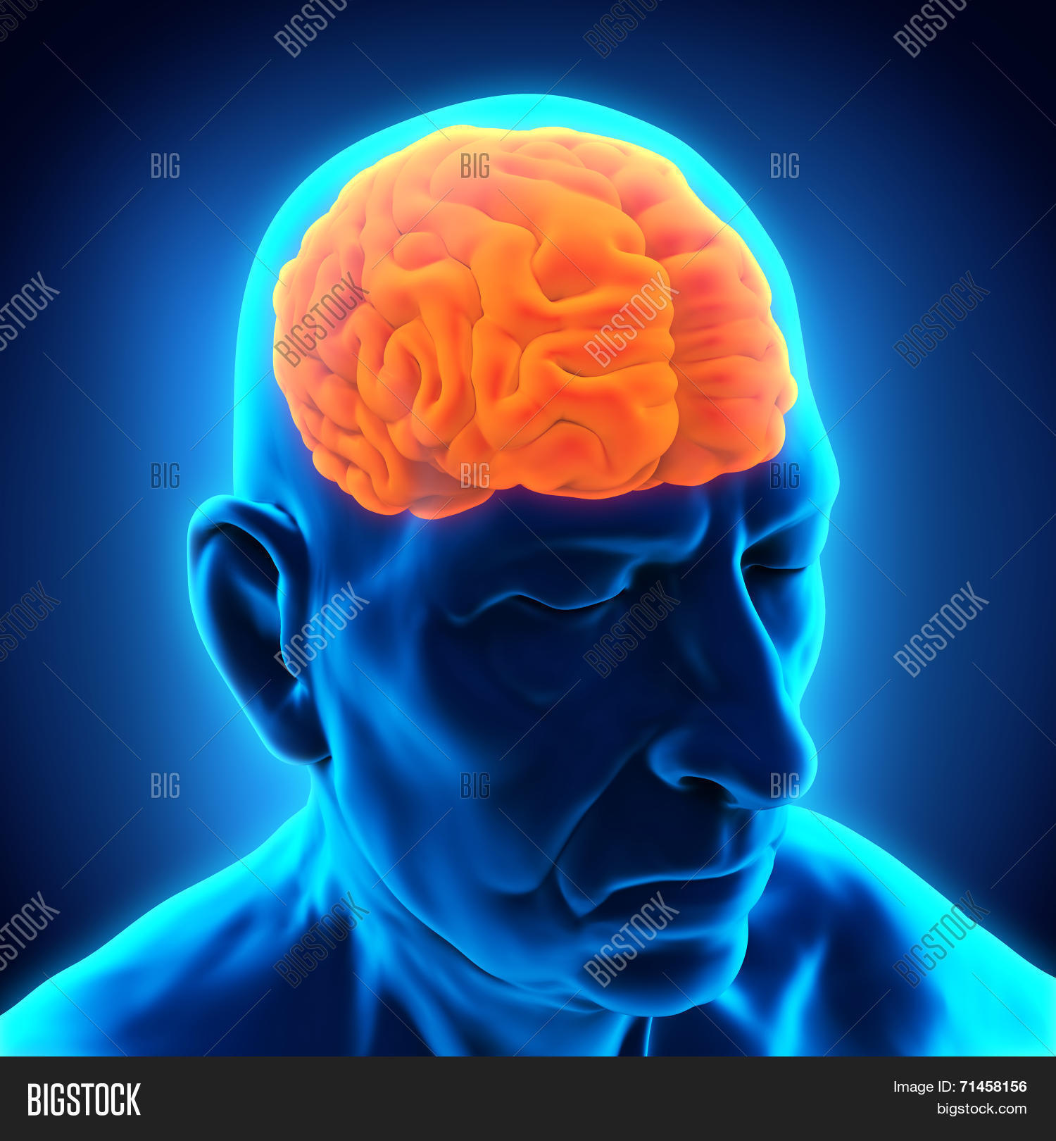 Elderly Male Brain Image & Photo (Free Trial) | Bigstock