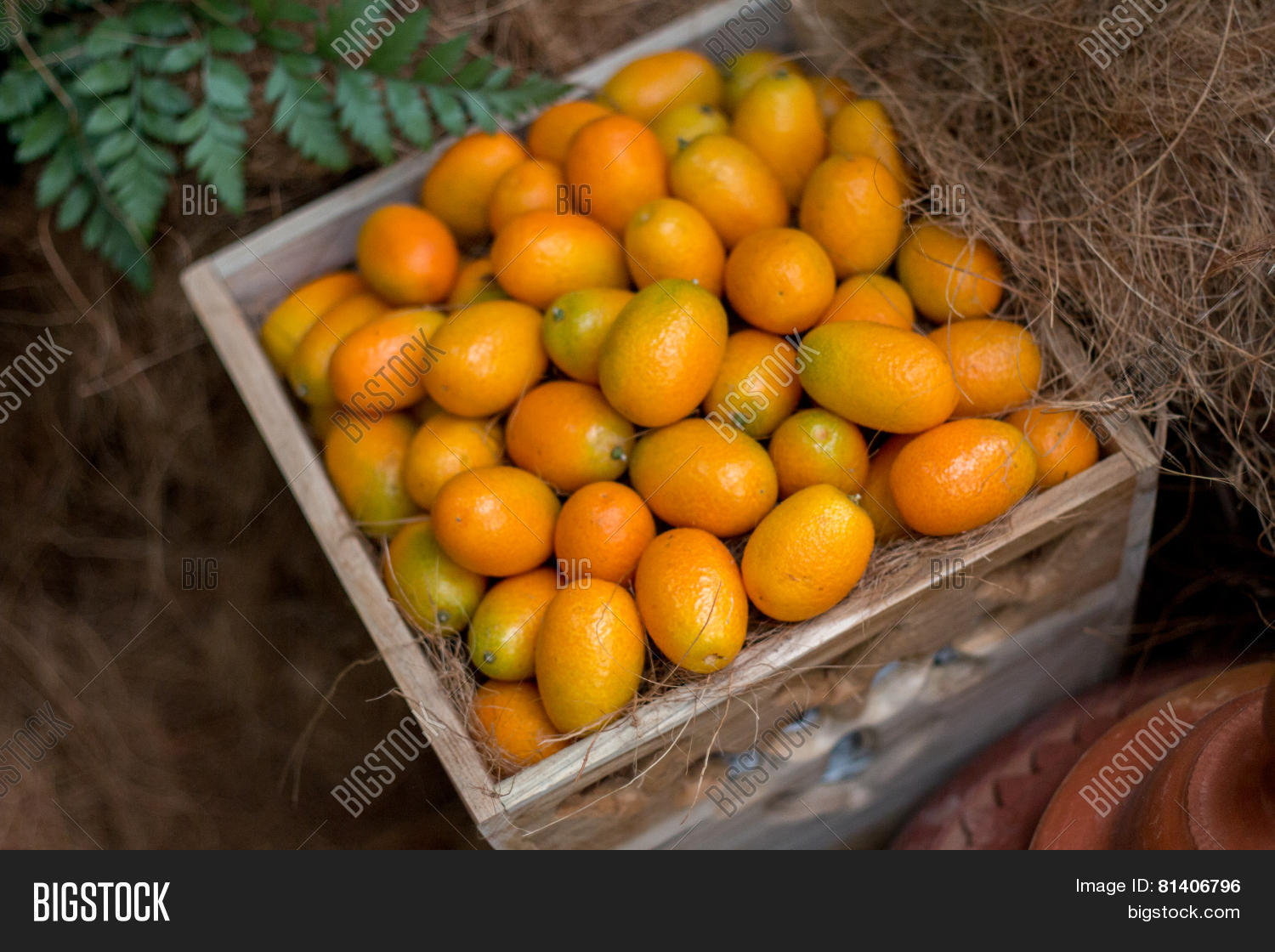 Small Orange Image & Photo (Free Trial) | Bigstock