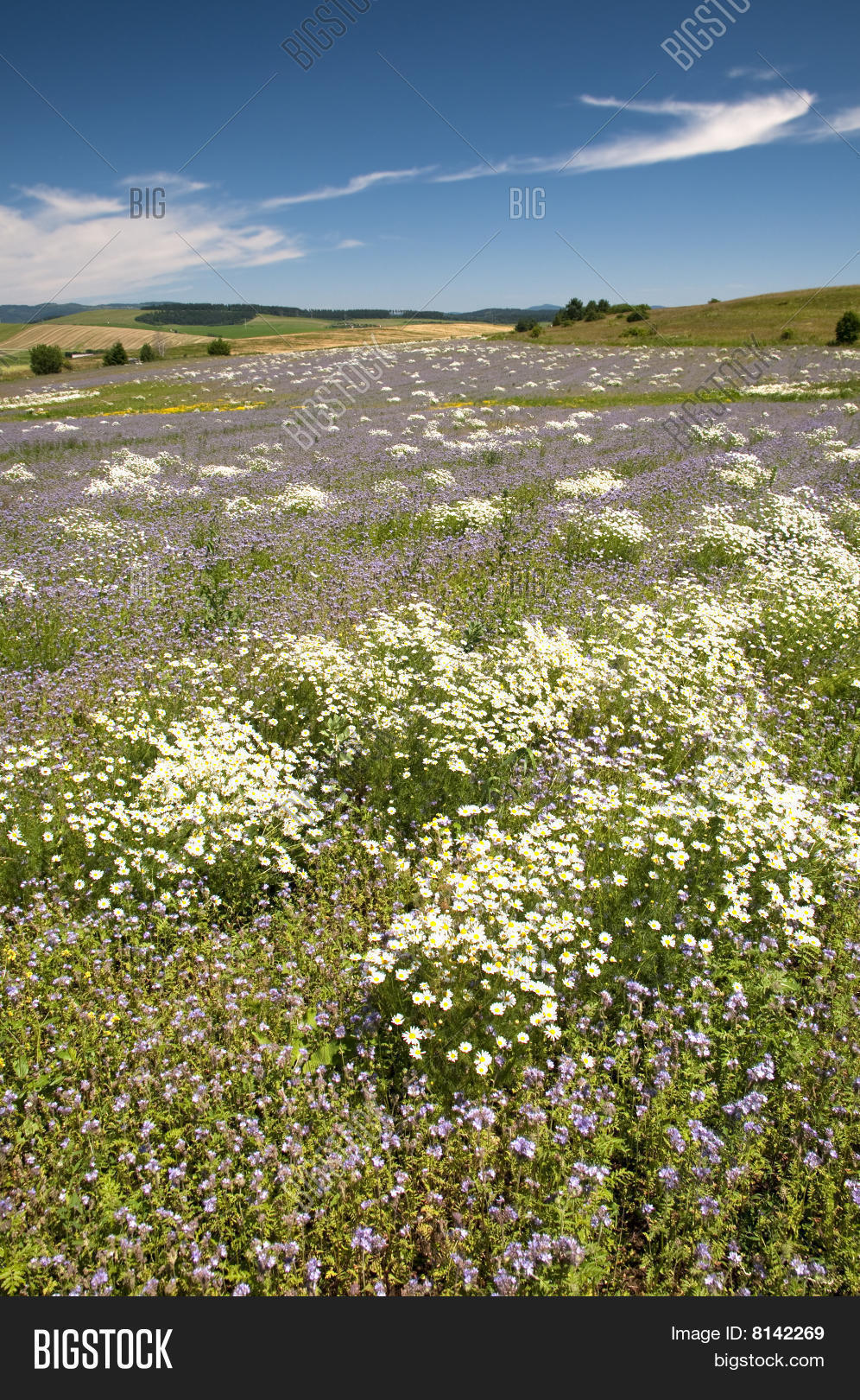 Summer Meadow Flowers Image & Photo (Free Trial) | Bigstock