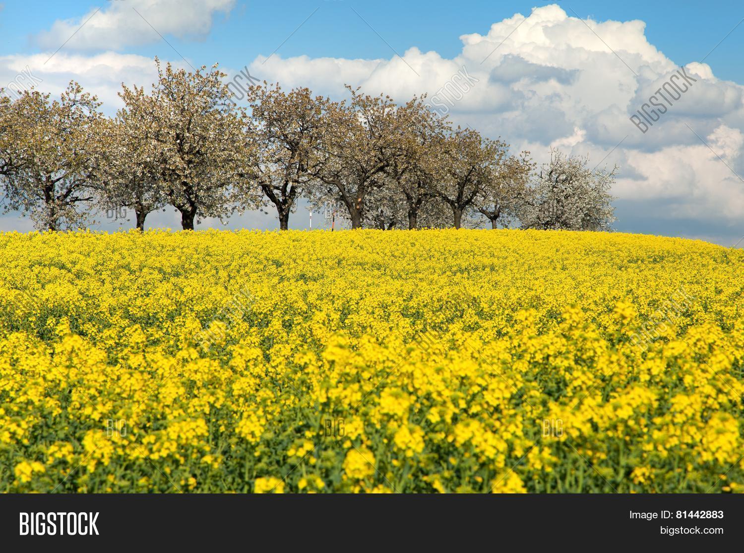 Field Rapeseed Image & Photo (Free Trial) | Bigstock