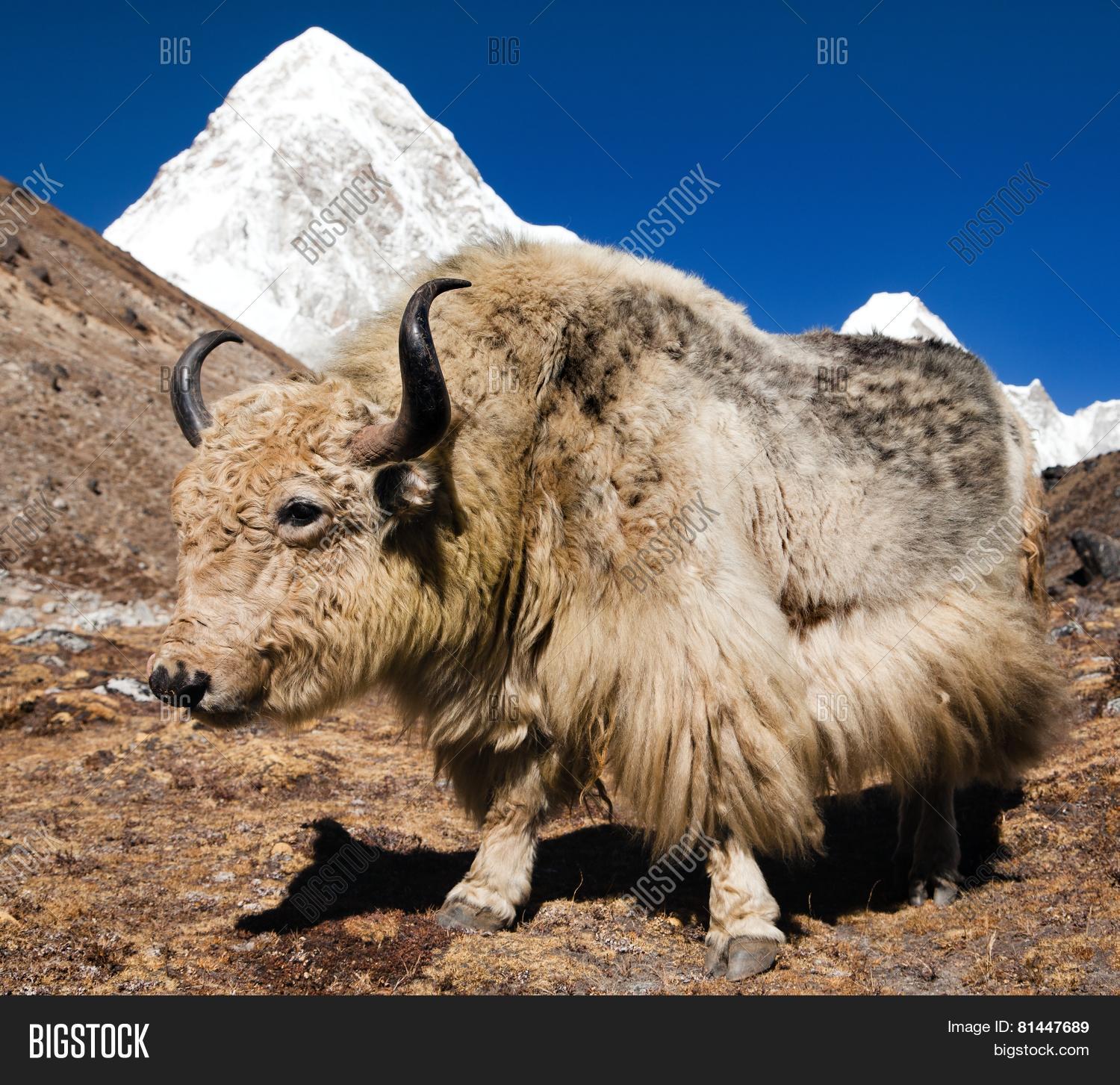Yak On Way Everest Image & Photo (Free Trial) | Bigstock