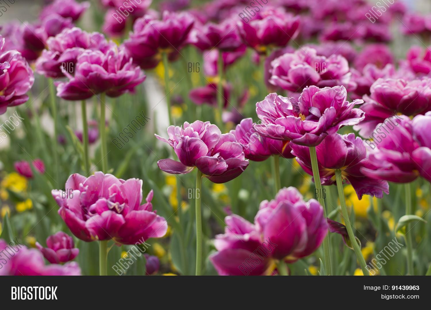 Spring Blossom Pink Image & Photo (Free Trial) | Bigstock