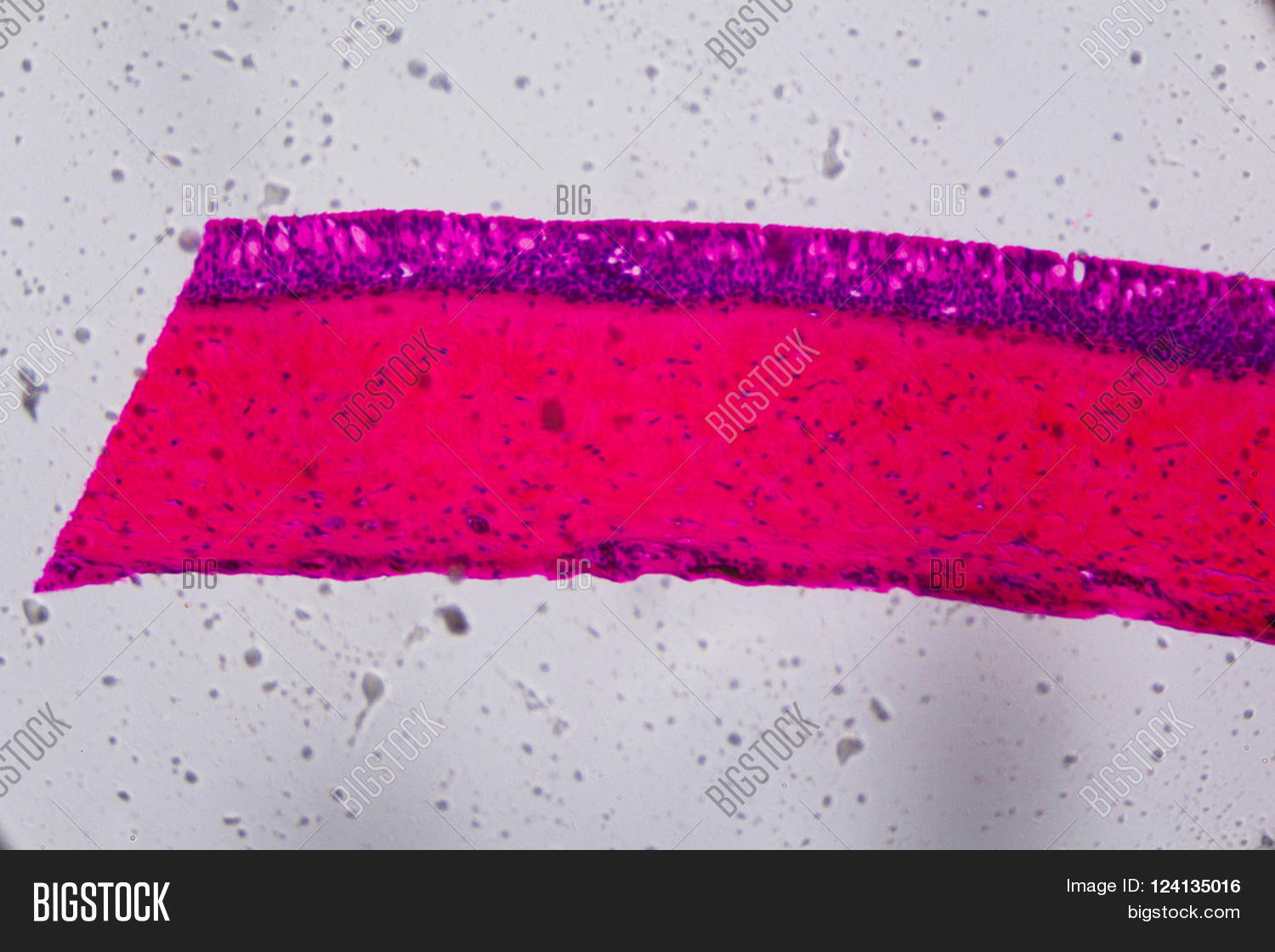 Anodonta Gills Image & Photo (Free Trial) | Bigstock