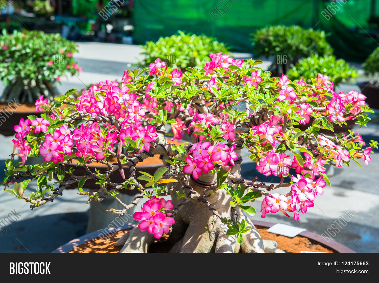 Impala Lily Pot Under Image & Photo (Free Trial) | Bigstock