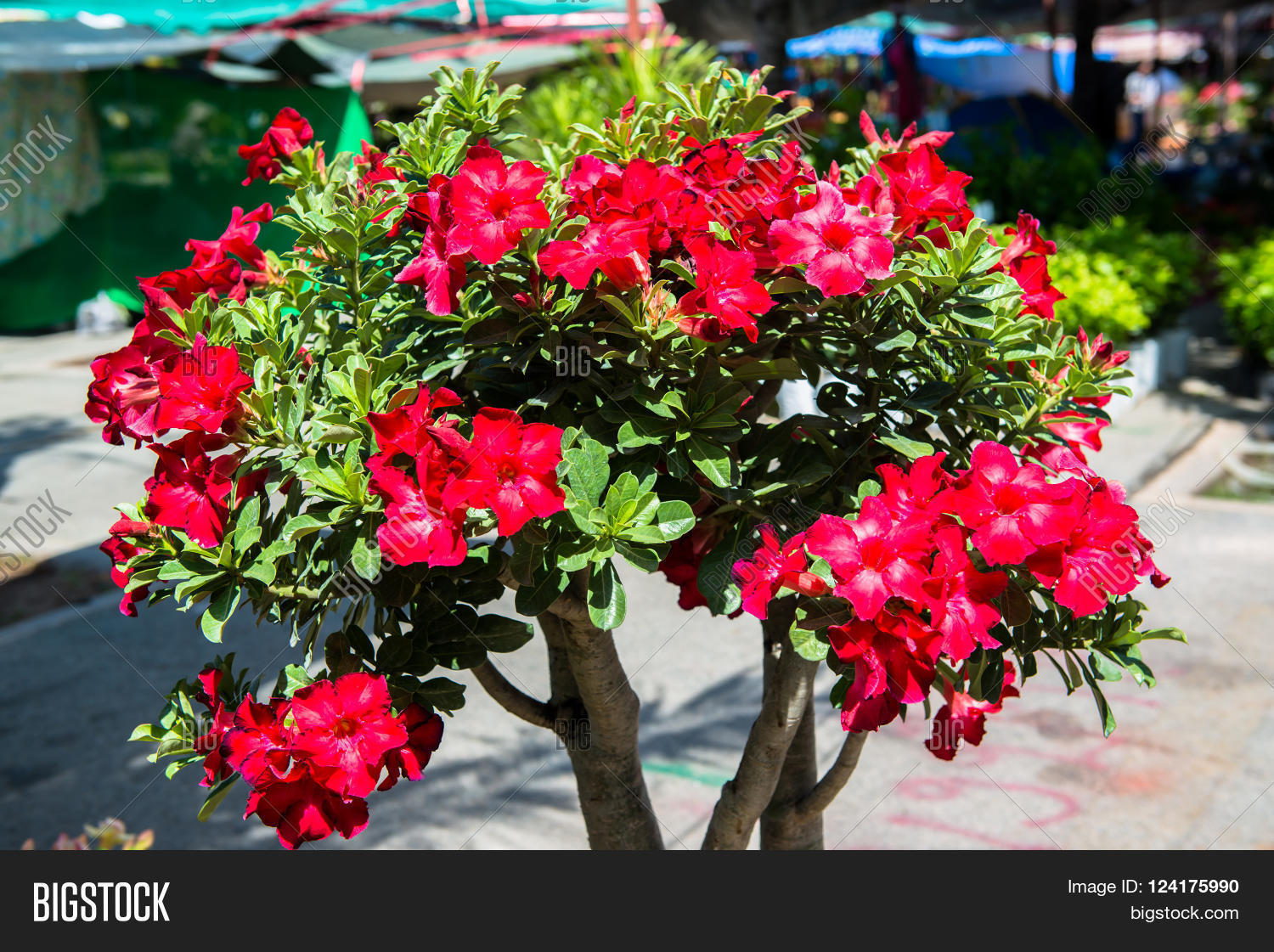 Impala Lily Pot Under Image & Photo (Free Trial) | Bigstock