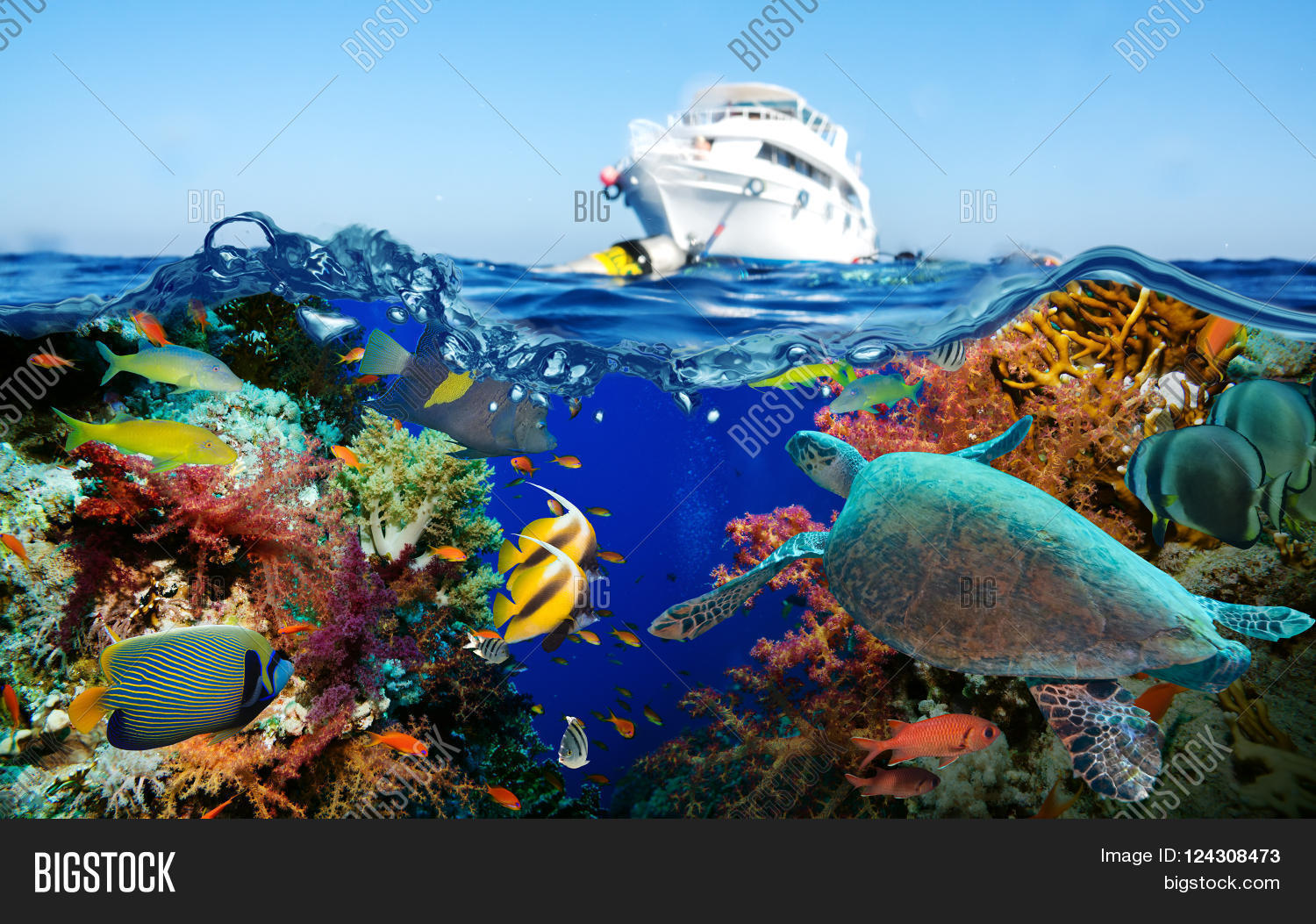 Colorful Underwater Image & Photo (Free Trial) | Bigstock