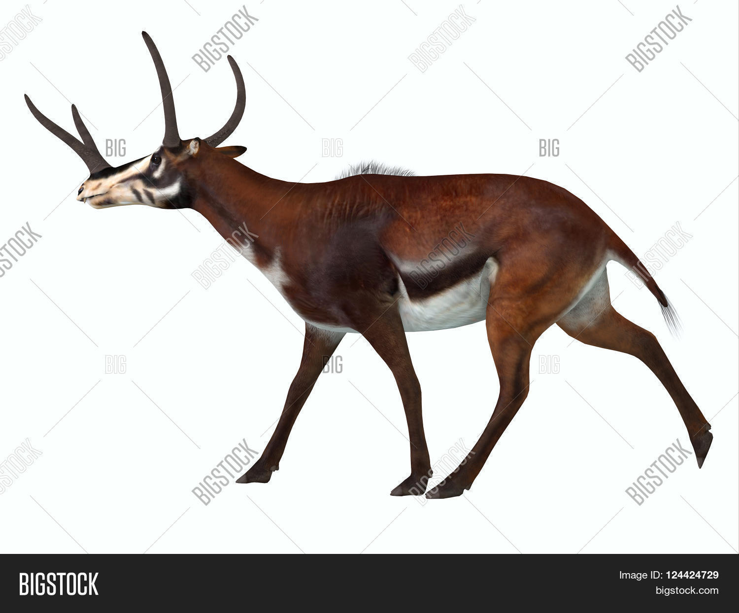 Kyptoceras Side Image & Photo (Free Trial) | Bigstock