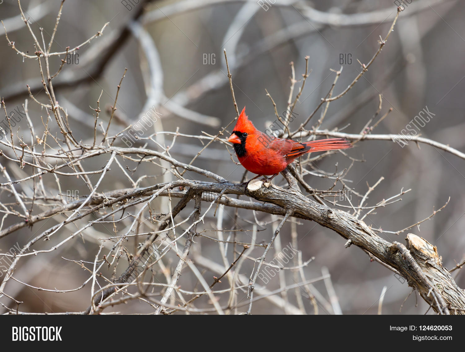 Northern Cardinal Image & Photo (Free Trial) | Bigstock