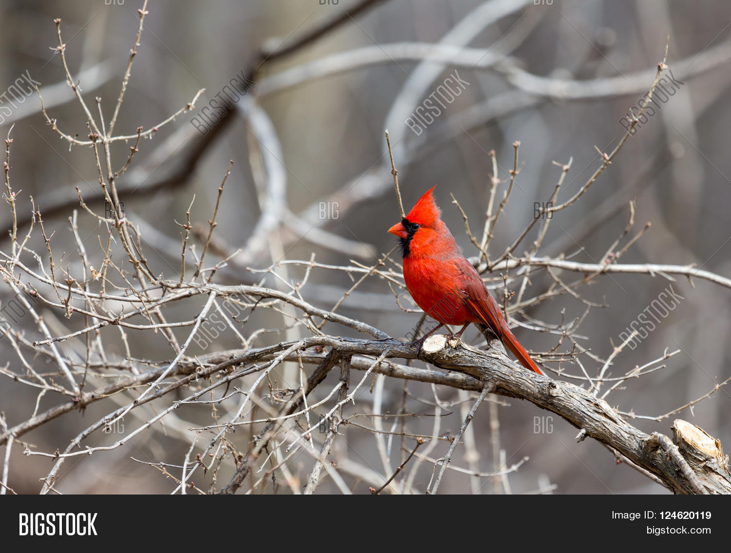 Northern Cardinal Image & Photo (Free Trial) | Bigstock
