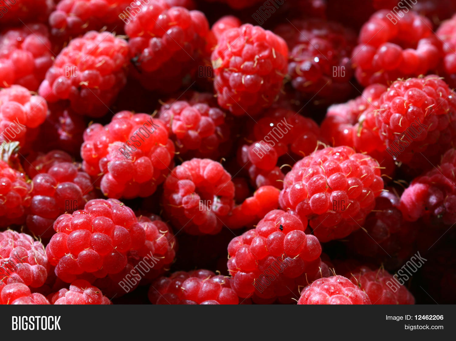 Red Raspberry Image & Photo (Free Trial) | Bigstock