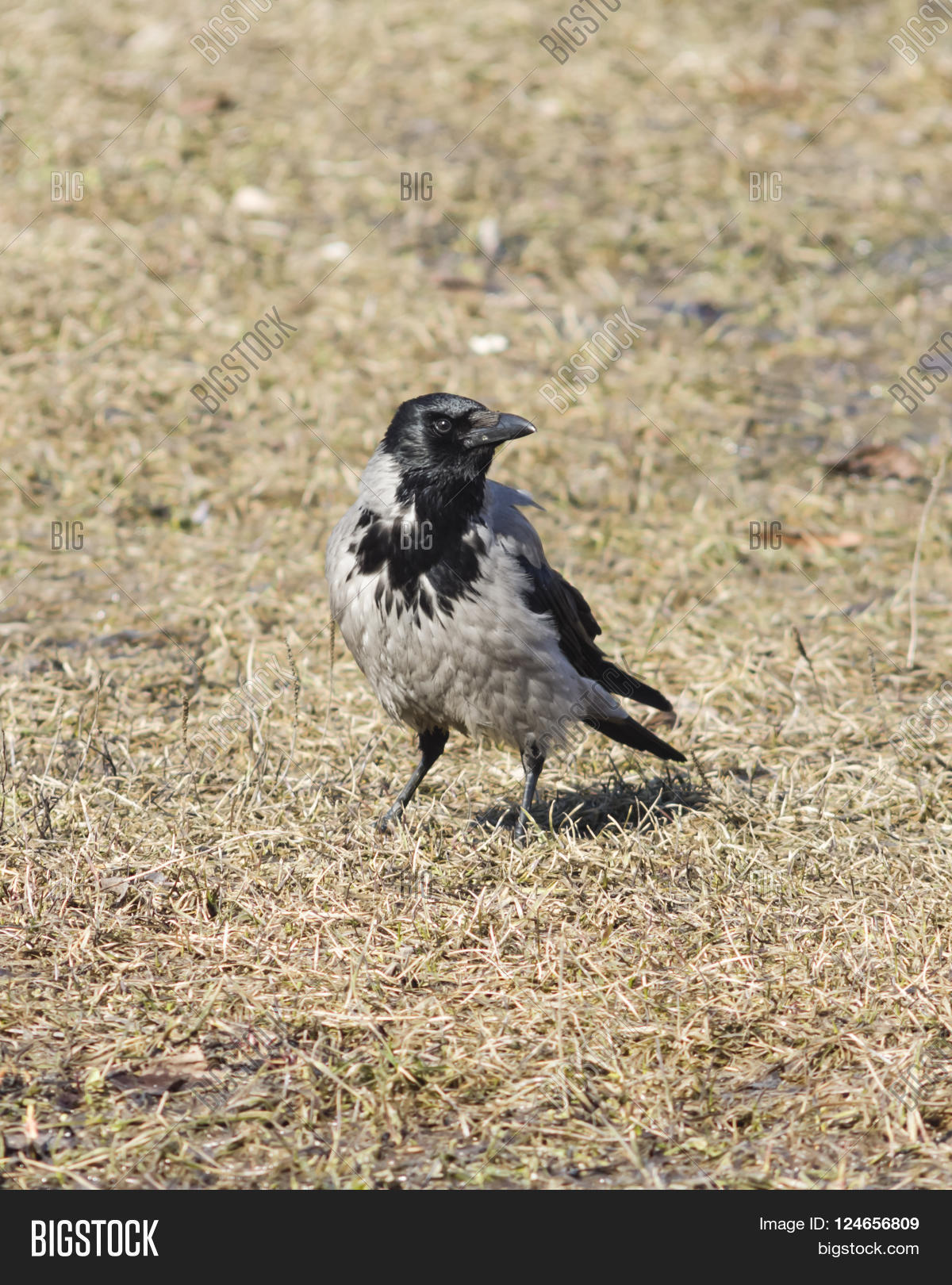Hooded Crow Corvus Image & Photo (Free Trial) | Bigstock
