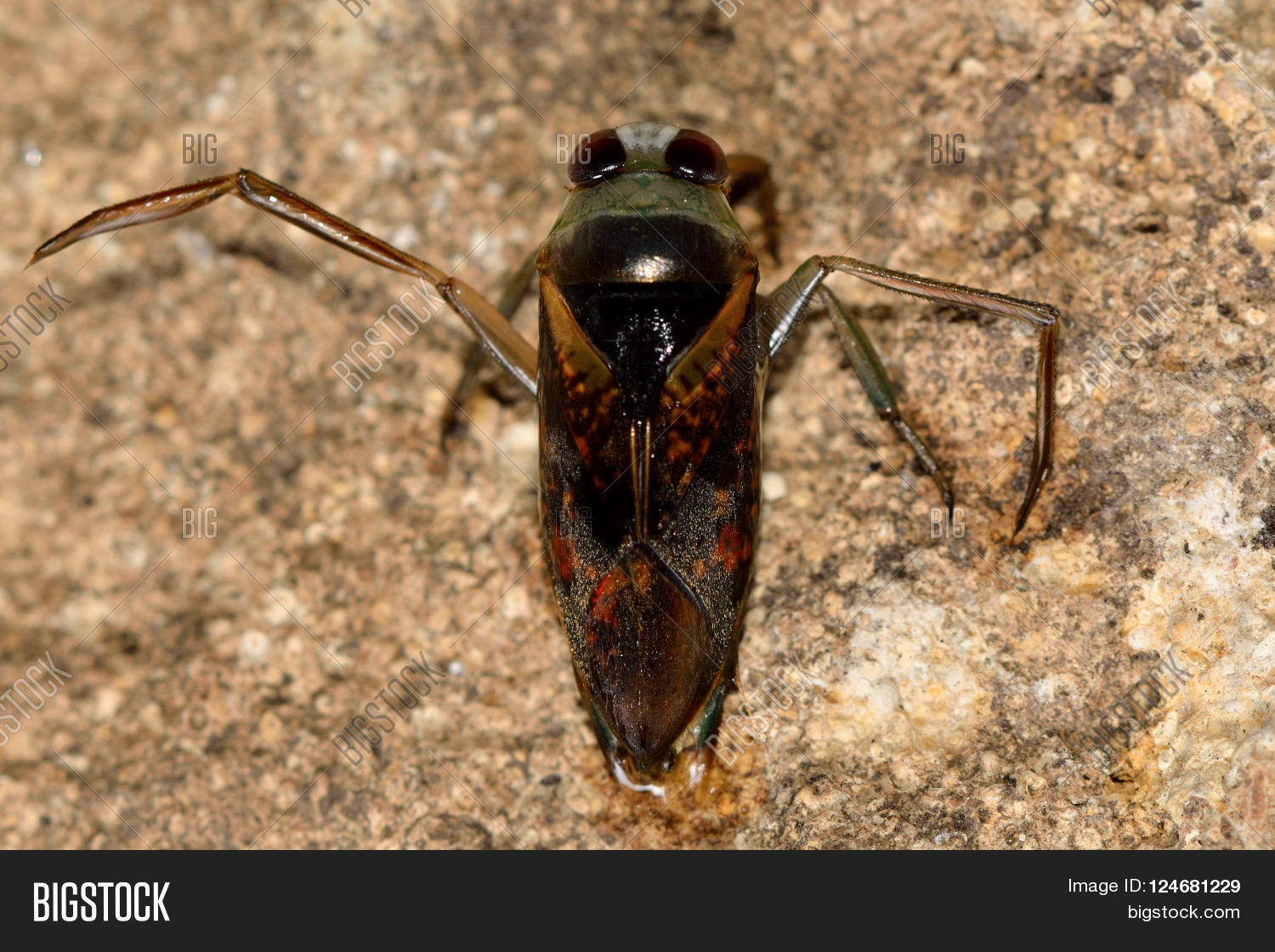 Notonecta Maculata Image & Photo (Free Trial) | Bigstock