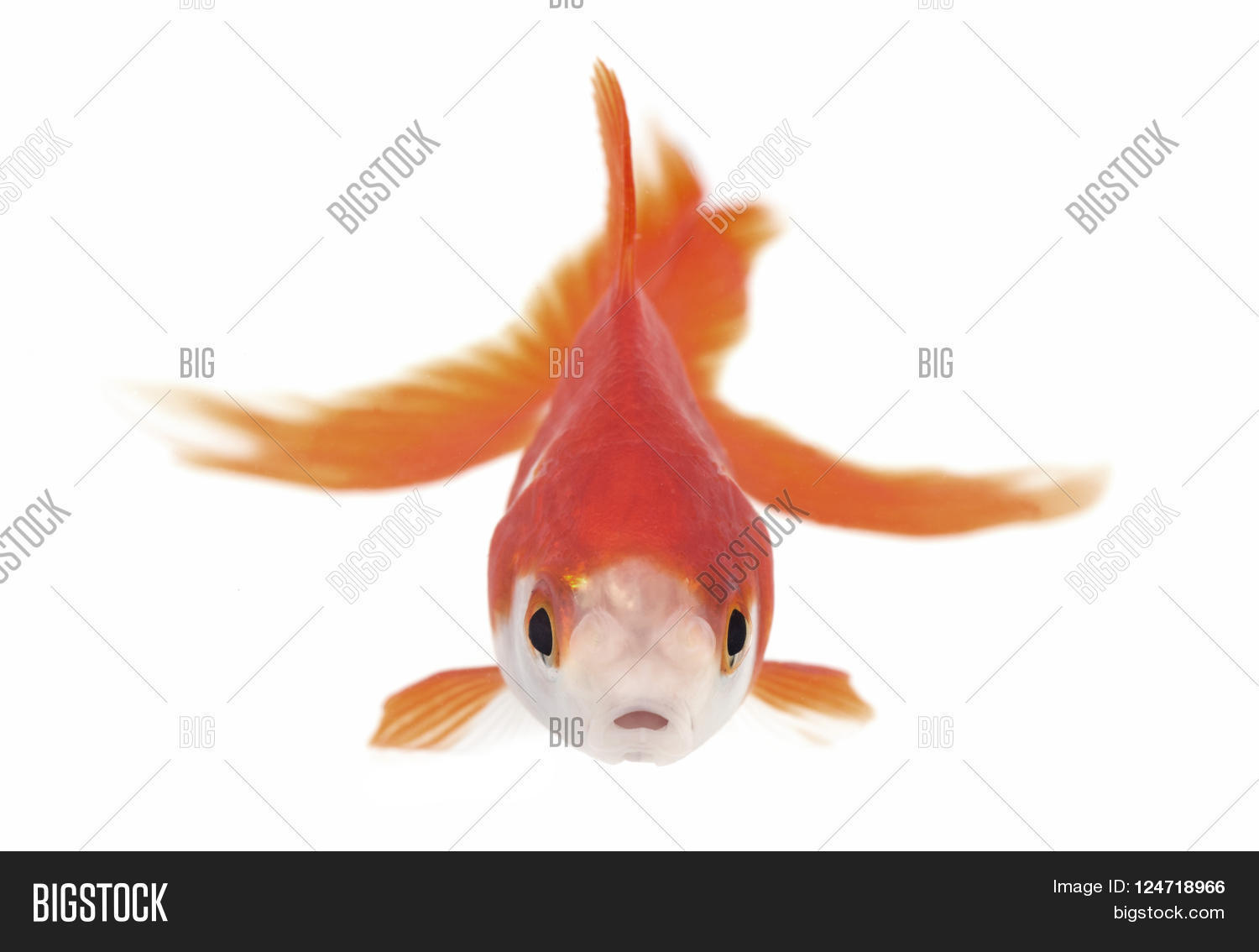Red Goldfish Front Image & Photo (Free Trial) | Bigstock