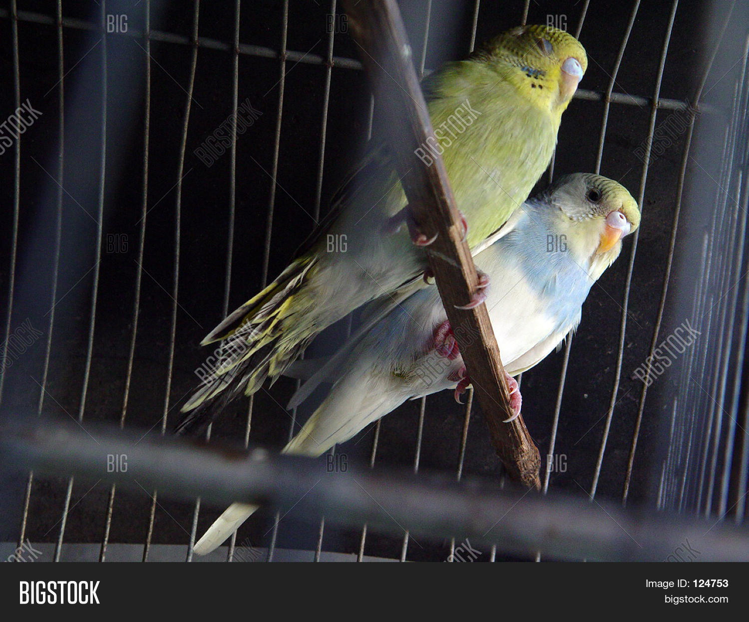 Bird 7 Image & Photo (Free Trial) | Bigstock