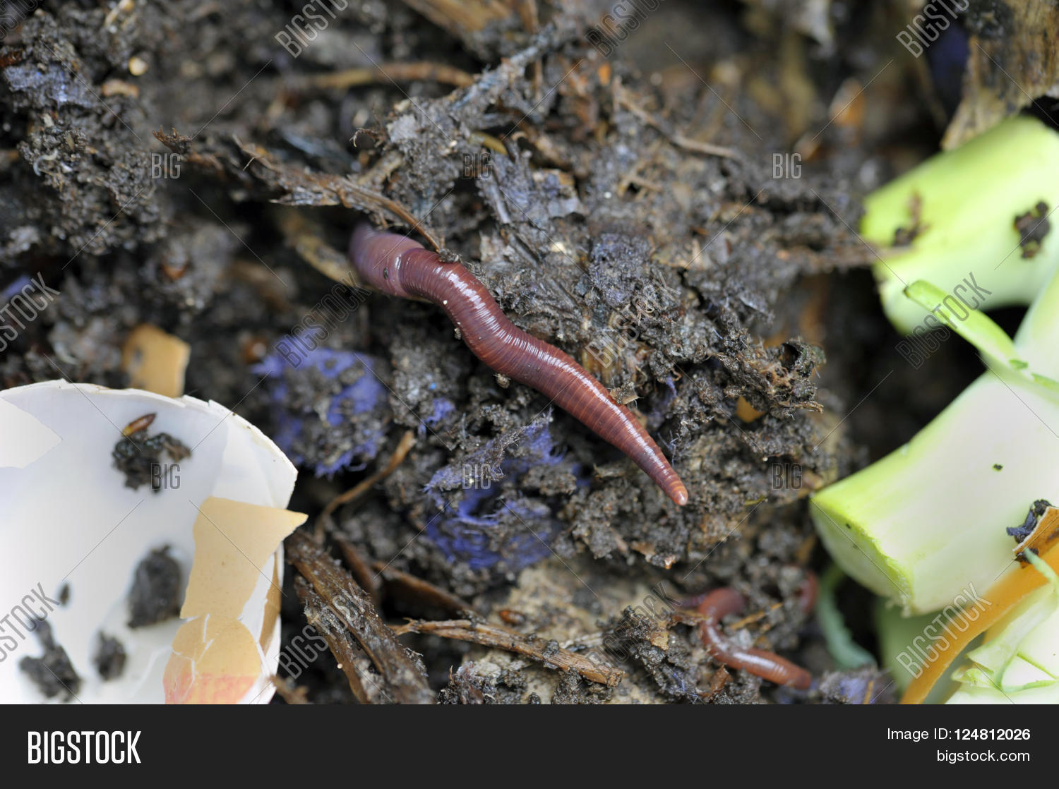Worm Wormery Vegetable Image & Photo (Free Trial) | Bigstock