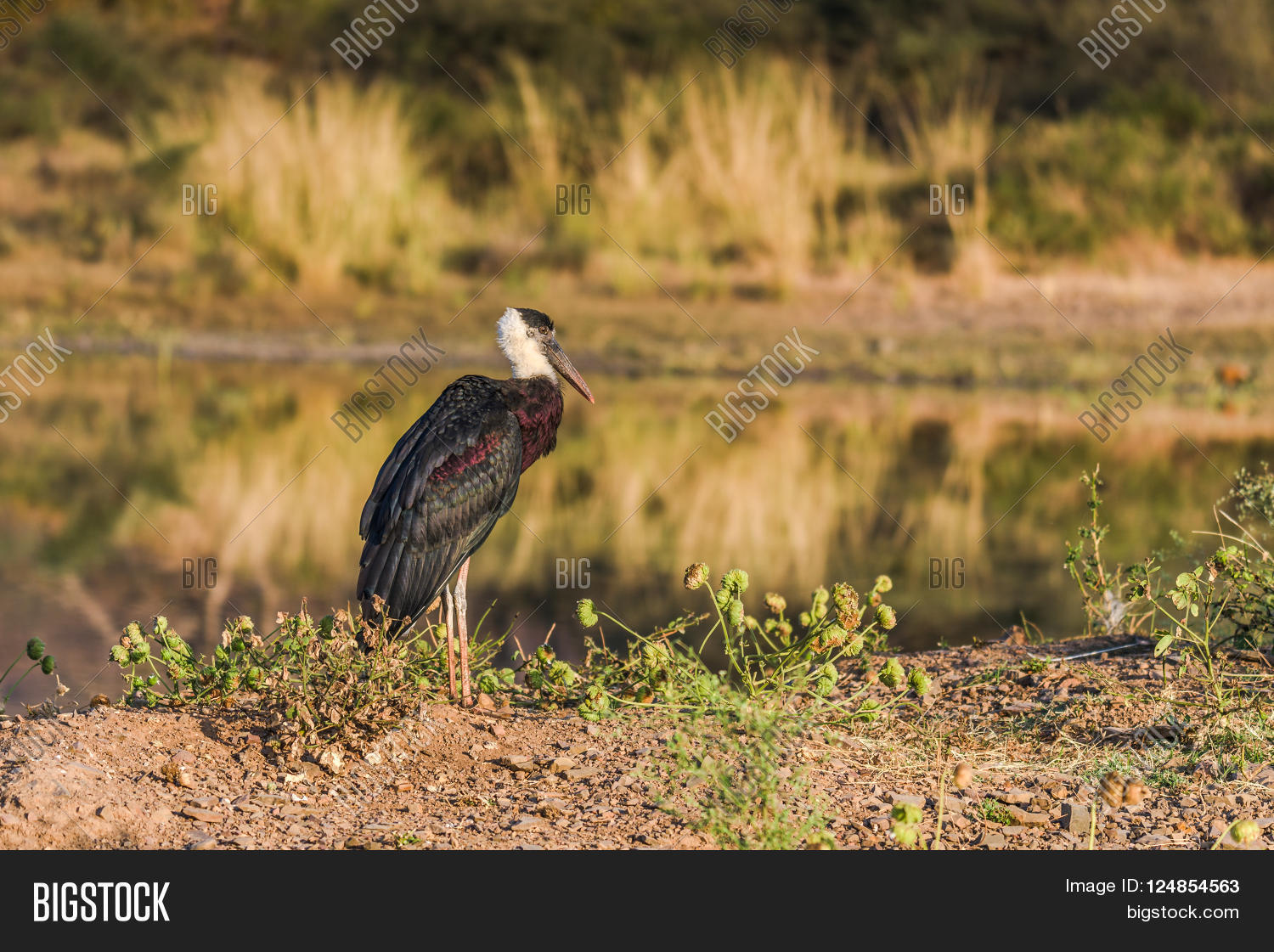 Woolly-necked Stork Image & Photo (Free Trial) | Bigstock