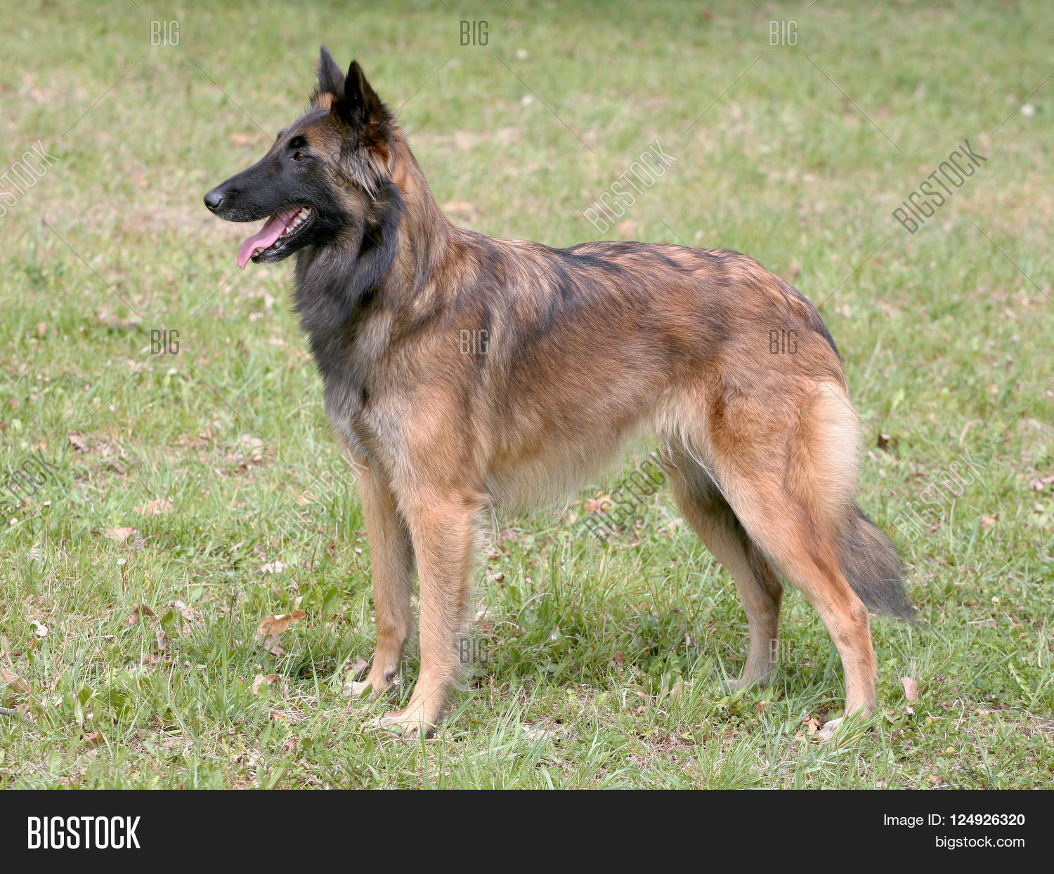 Typical Belgian Image & Photo (Free Trial) | Bigstock