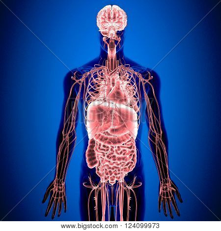 Imagen y foto Human Body Entire (prueba gratis) | Bigstock