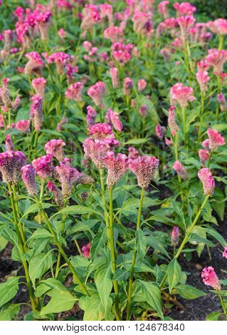 Pink Cockscomb Celosia Image & Photo (Free Trial) | Bigstock
