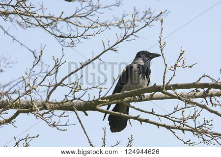 Black Grey Crow Image & Photo (Free Trial) | Bigstock
