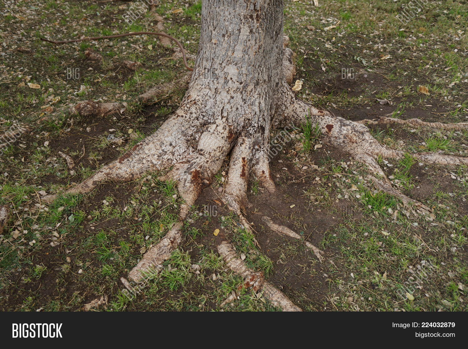 Acacia Tree Roots Image And Photo Free Trial Bigstock