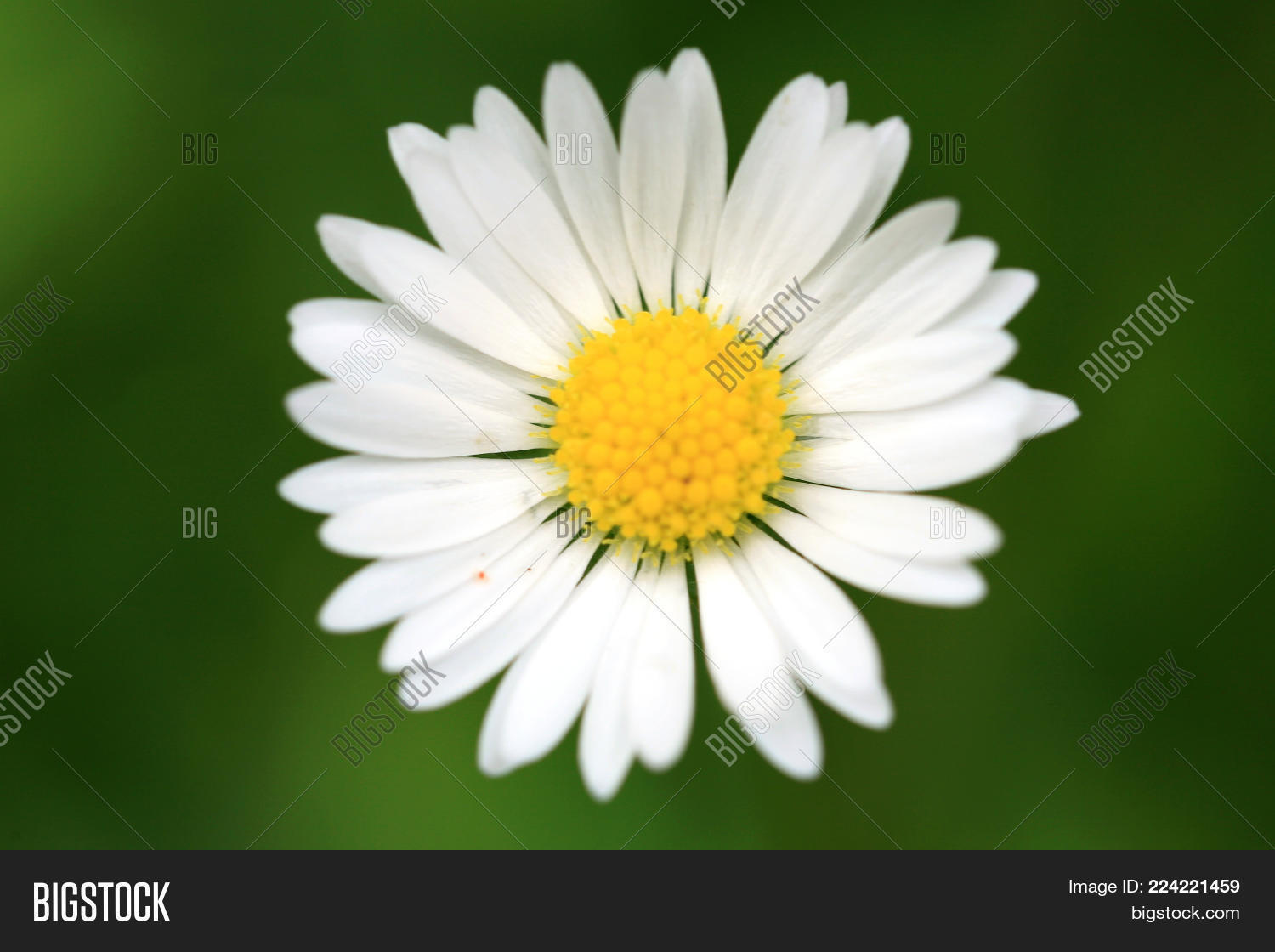 Daisy Flower Head Image & Photo (Free Trial) | Bigstock