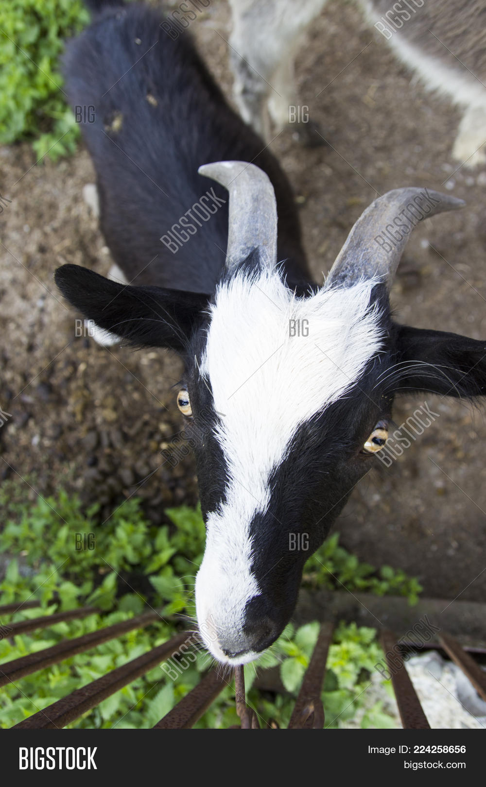 Close Goat's Eye. Image & Photo (Free Trial) | Bigstock