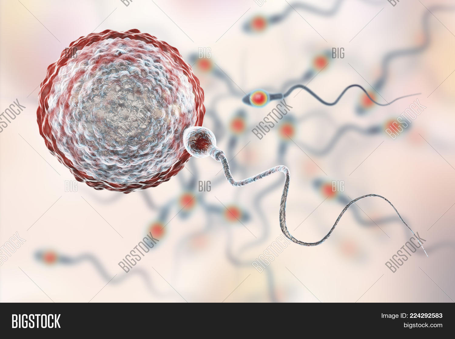 Fertilization Human Image & Photo (Free Trial) | Bigstock