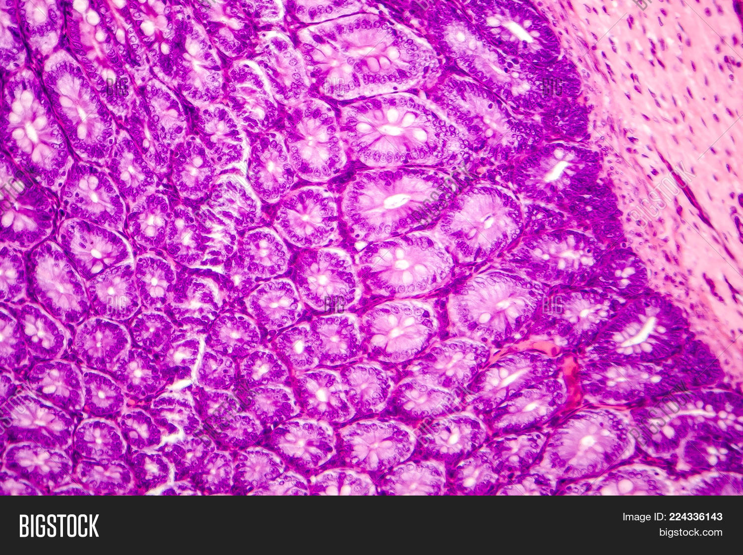 Histology Human Image & Photo (Free Trial) | Bigstock