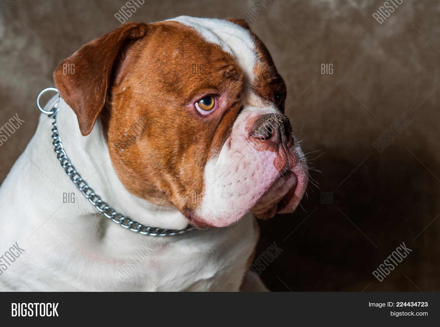Red American Bulldog
