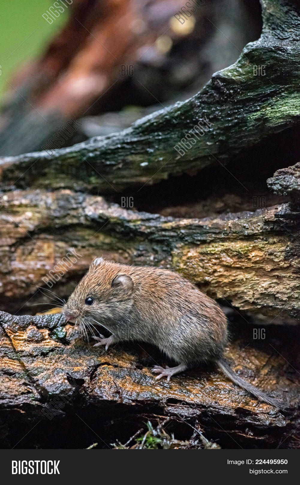 Bank Vole (myodes Image & Photo (Free Trial) | Bigstock