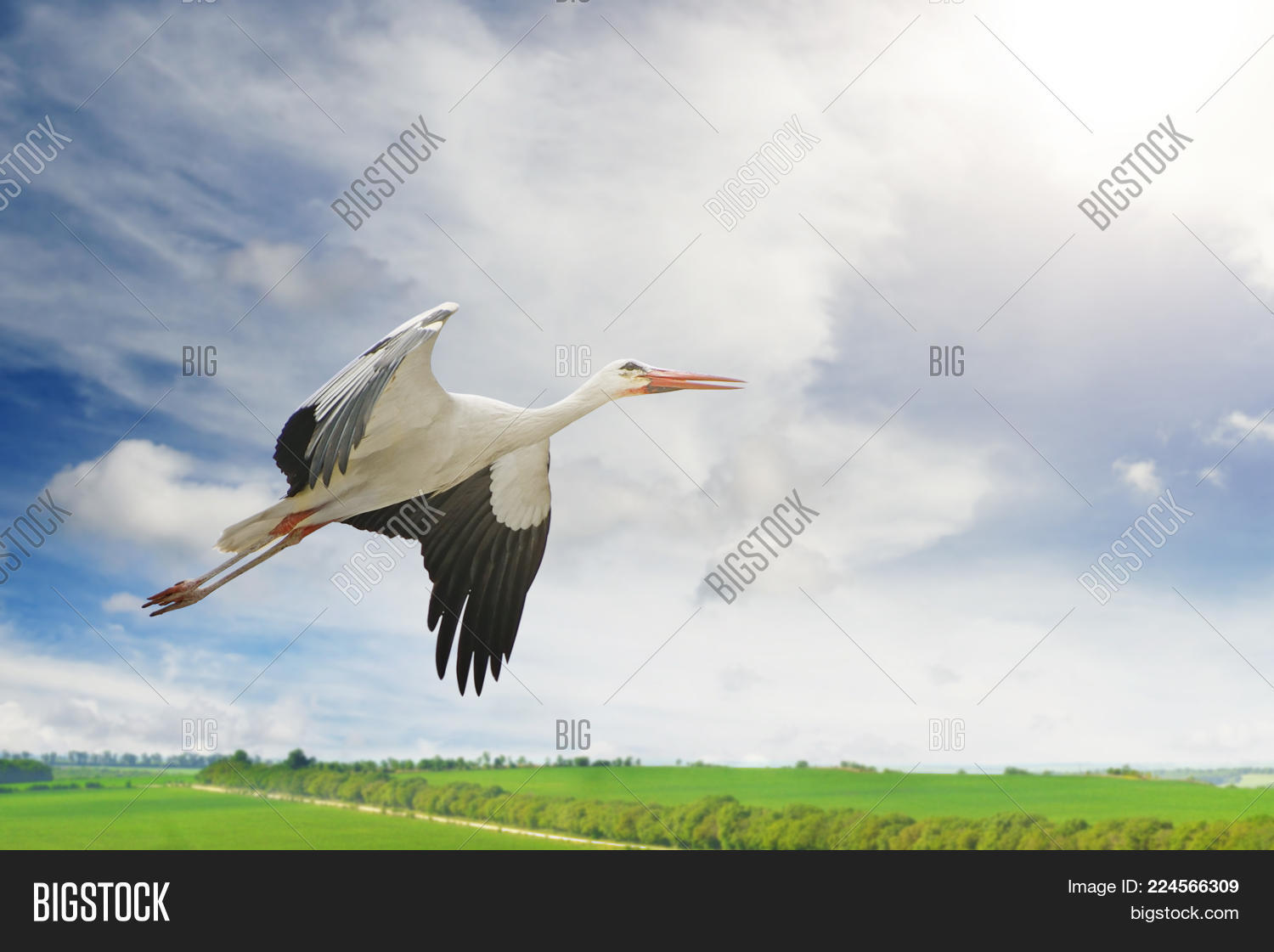 Flying Stork On Image & Photo (Free Trial) | Bigstock