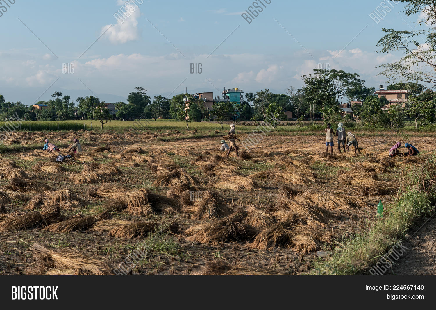 People Harvesting Rice Image & Photo (Free Trial) | Bigstock