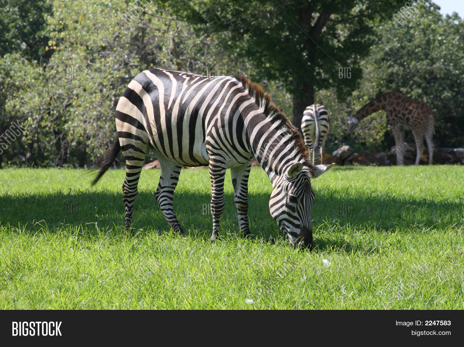 Zebra Field Image & Photo (Free Trial) | Bigstock