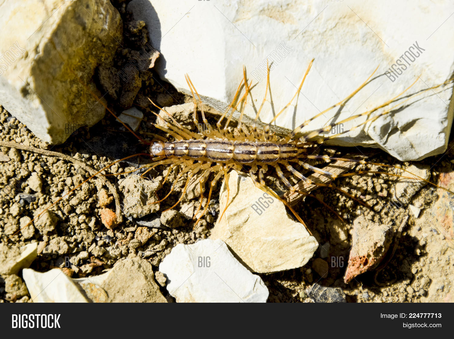 Scutigera Coleoptera Image & Photo (Free Trial) | Bigstock