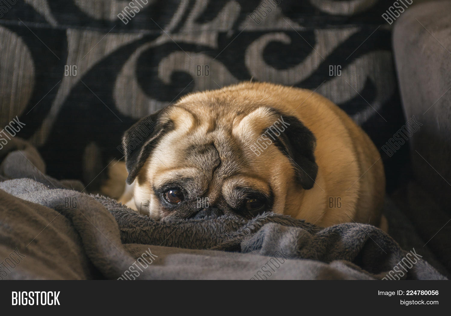 Dog Breed Pug Sleeping Image & Photo (Free Trial) | Bigstock