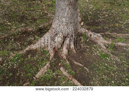 Acacia Tree Roots Image & Photo (Free Trial) | Bigstock