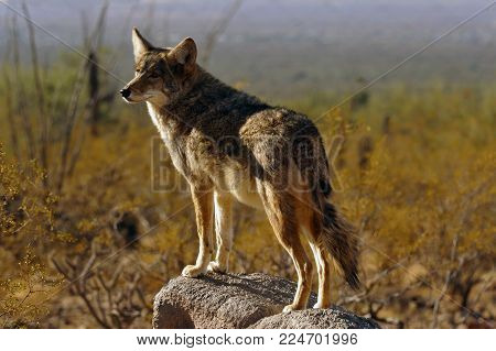 Coyote Standing On Image & Photo (Free Trial) | Bigstock